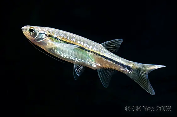 Esomus metallicus – Striped Flying Barb — Seriously Fish
