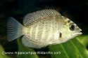 Etroplus suratensis – Green Chromide (Chaetodon caris, Etroplus ...