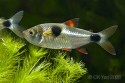 Exodon paradoxus (Bucktooth Tetra) — Seriously Fish