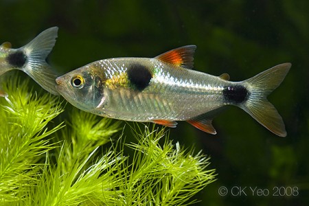 Exodon paradoxus (Bucktooth Tetra) — Seriously Fish