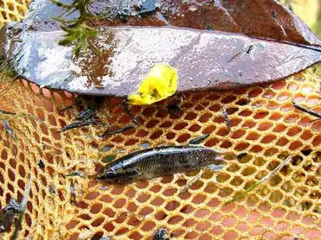 Betta simplex — Seriously Fish