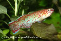 Fundulopanchax gardneri – Steel-blue Killifish (Aphyosemion gardneri ...