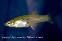 Gambusia affinis (Western Mosquitofish) — Seriously Fish