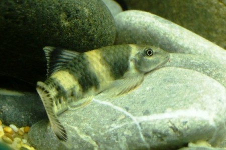 Garra flavatra – Panda Garra — Seriously Fish