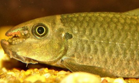 Garra sp. ‘redtail’ – Burmese Red-tailed Garra — Seriously Fish