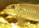 Garra sp. ‘redtail’ – Burmese Red-tailed Garra — Seriously Fish