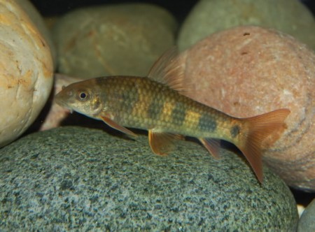 Garra spilota — Seriously Fish