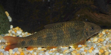 Garra spilota — Seriously Fish