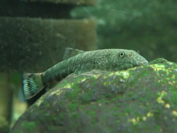 Gastromyzon sp. ‘SK03’ — Seriously Fish
