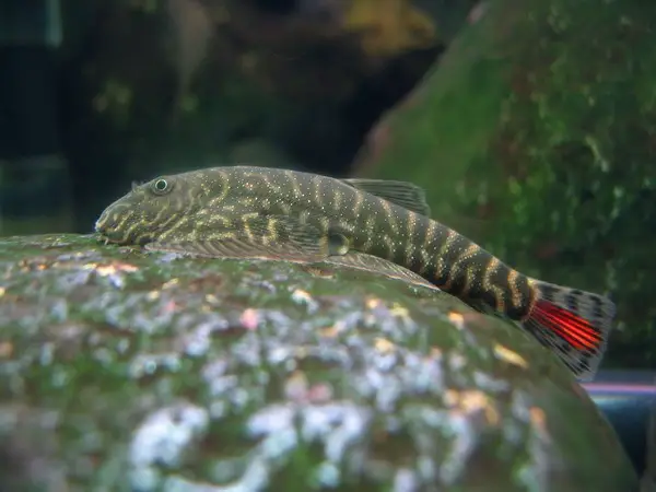 Gastromyzon sp. ‘SK02’ — Seriously Fish