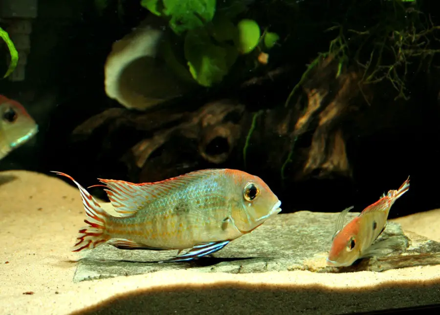 سیچلاید زمین خوار (پروکسیموس)/Geophagus proximus