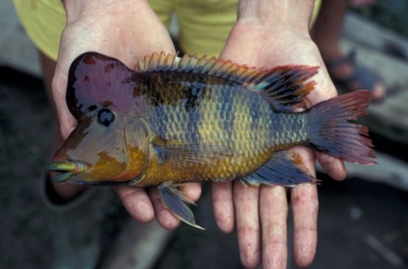 ‘Geophagus’ pellegrini – Yellowhump Eartheater — Seriously Fish