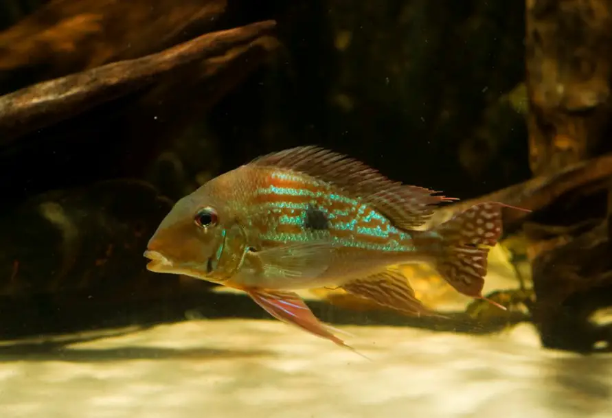 Geophagus winemilleri — Seriously Fish