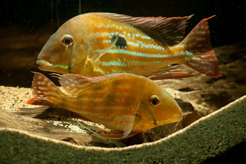 Geophagus winemilleri — Seriously Fish