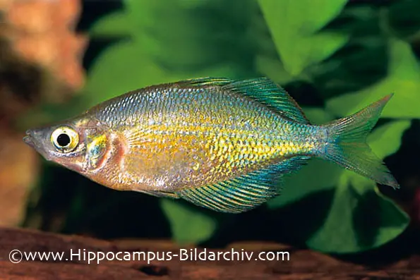Glossolepis wanamensis (Lake Wanam Rainbowfish) — Seriously Fish