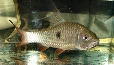 Hampala dispar – Spotted Hampala Barb — Seriously Fish