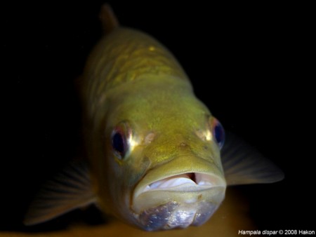 Hampala dispar – Spotted Hampala Barb — Seriously Fish