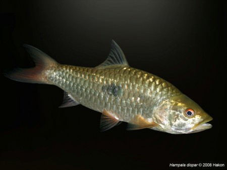 Hampala dispar – Spotted Hampala Barb — Seriously Fish