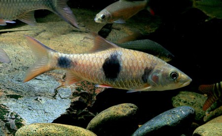 Hampala salweenensis — Seriously Fish