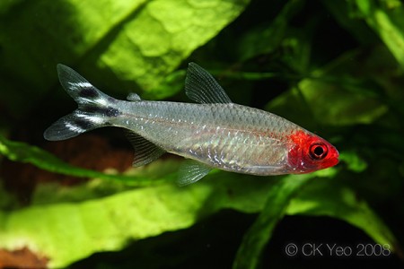 Hemigrammus bleheri – Firehead Tetra (Hemigrammus bleheri) — Seriously Fish