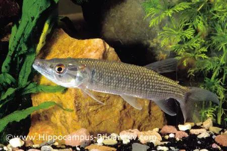 Hepsetus odoe (African Pike Characin) — Seriously Fish