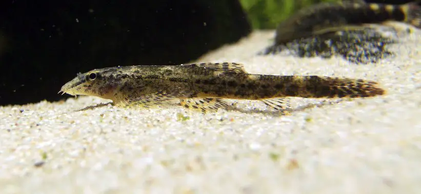 Homalopteroides smithi (Homaloptera lineata, Homaloptera smithi ...