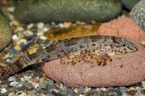 Homalopteroides tweediei (Homaloptera tweediei) — Seriously Fish