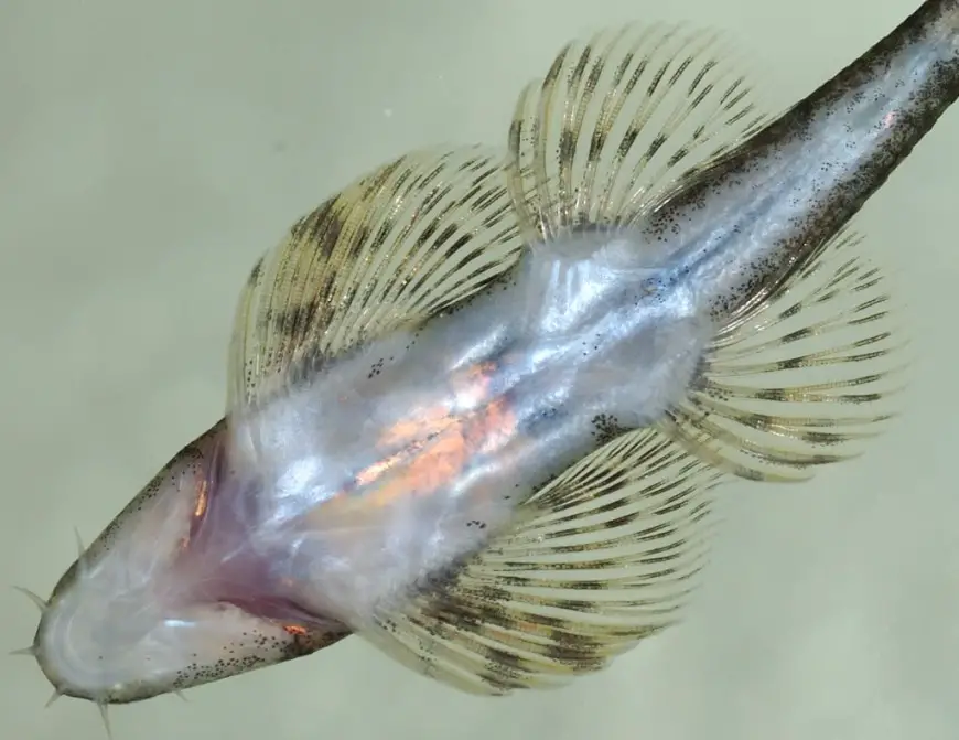 Homalopteroides tweediei (Homaloptera tweediei) — Seriously Fish