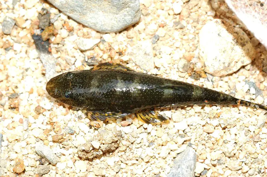 Homalopteroides smithi (Homaloptera lineata, Homaloptera smithi ...