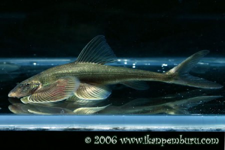 Jinshaia sinensis (Psilorhynchus sinensis, Hemimyzon sinensis ...