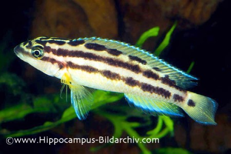 Julidochromis ornatus (Golden Julie) — Seriously Fish