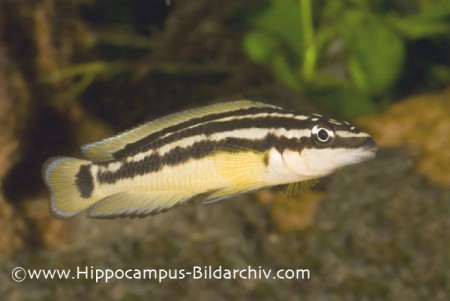 Julidochromis ornatus (Golden Julie) — Seriously Fish