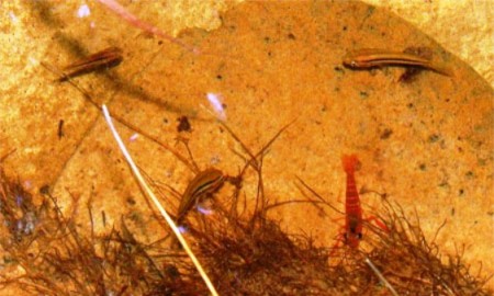 Betta macrostoma – Brunei Beauty — Seriously Fish