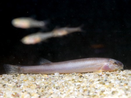Lepidocephalus macrochir (Cobitis macrochir, Lepidocephalichthys ...