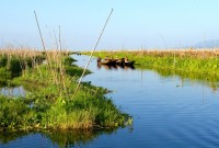 Petruichthys brevis – Inle Loach (Yunnanilus brevis, Nemacheilus brevis ...
