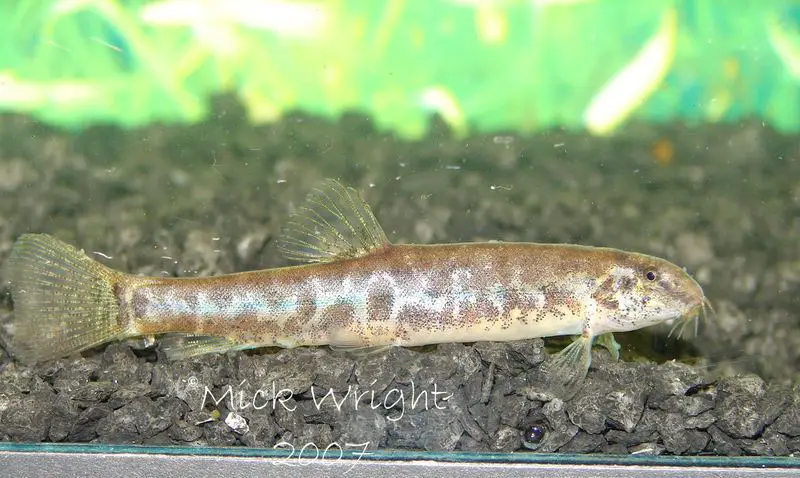 Lepidocephalichthys sp. ‘LE1’ – Vietnamese Marbled Hog-faced Loach ...