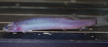 Lepidocephalus macrochir (Cobitis macrochir, Lepidocephalichthys ...