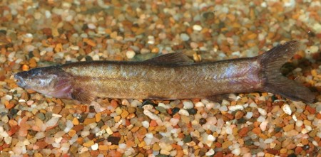 Leptobotia microphthalma — Seriously Fish