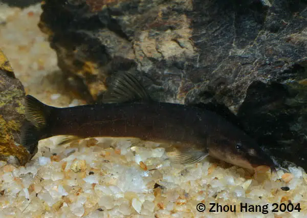 Leptobotia microphthalma — Seriously Fish