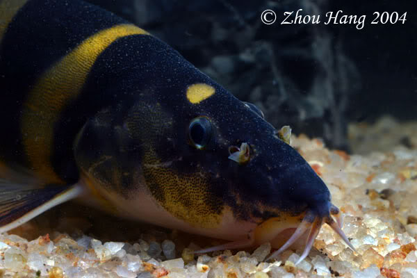 Leptobotia pellegrini — Seriously Fish