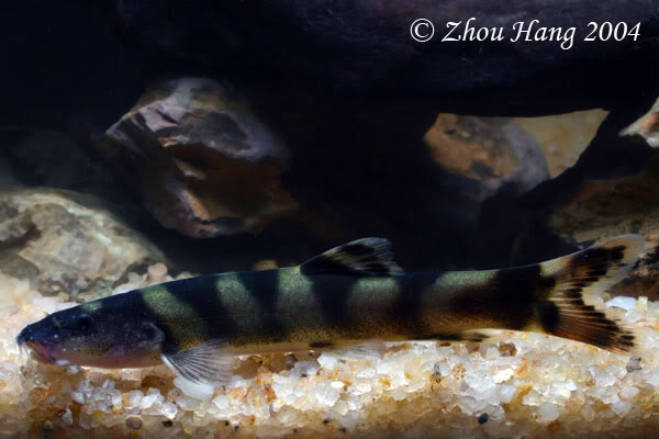 Leptobotia pellegrini — Seriously Fish