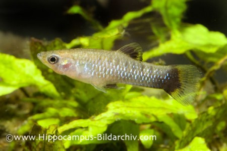 Limia melanogaster (Black-bellied Limia) — Seriously Fish