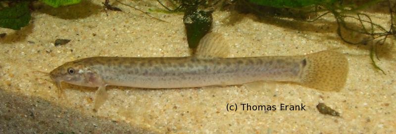 Misgurnus anguillicaudatus – Oriental Weather Loach — Seriously Fish