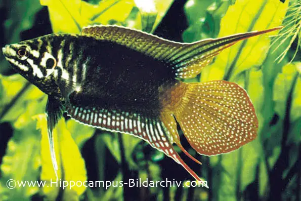 Macropodus ocellatus – Roundtail Paradise Fish (Polyacanthus paludosus ...