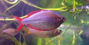 Melanotaenia praecox (Neon Dwarf Rainbowfish) — Seriously Fish