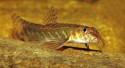 Mesonoemacheilus triangularis – Zodiac Loach (Nemacheilus triangularis ...