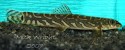 Mesonoemacheilus triangularis – Zodiac Loach (Nemacheilus triangularis ...