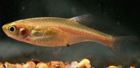 Microrasbora rubescens – Red Dwarf ‘Rasbora’ — Seriously Fish