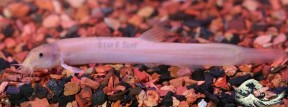 Misgurnus anguillicaudatus – Oriental Weather Loach — Seriously Fish