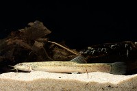 Misgurnus anguillicaudatus – Oriental Weather Loach — Seriously Fish